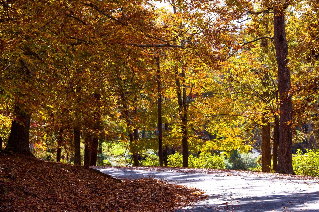 Duncan Park - Experience Spartanburg